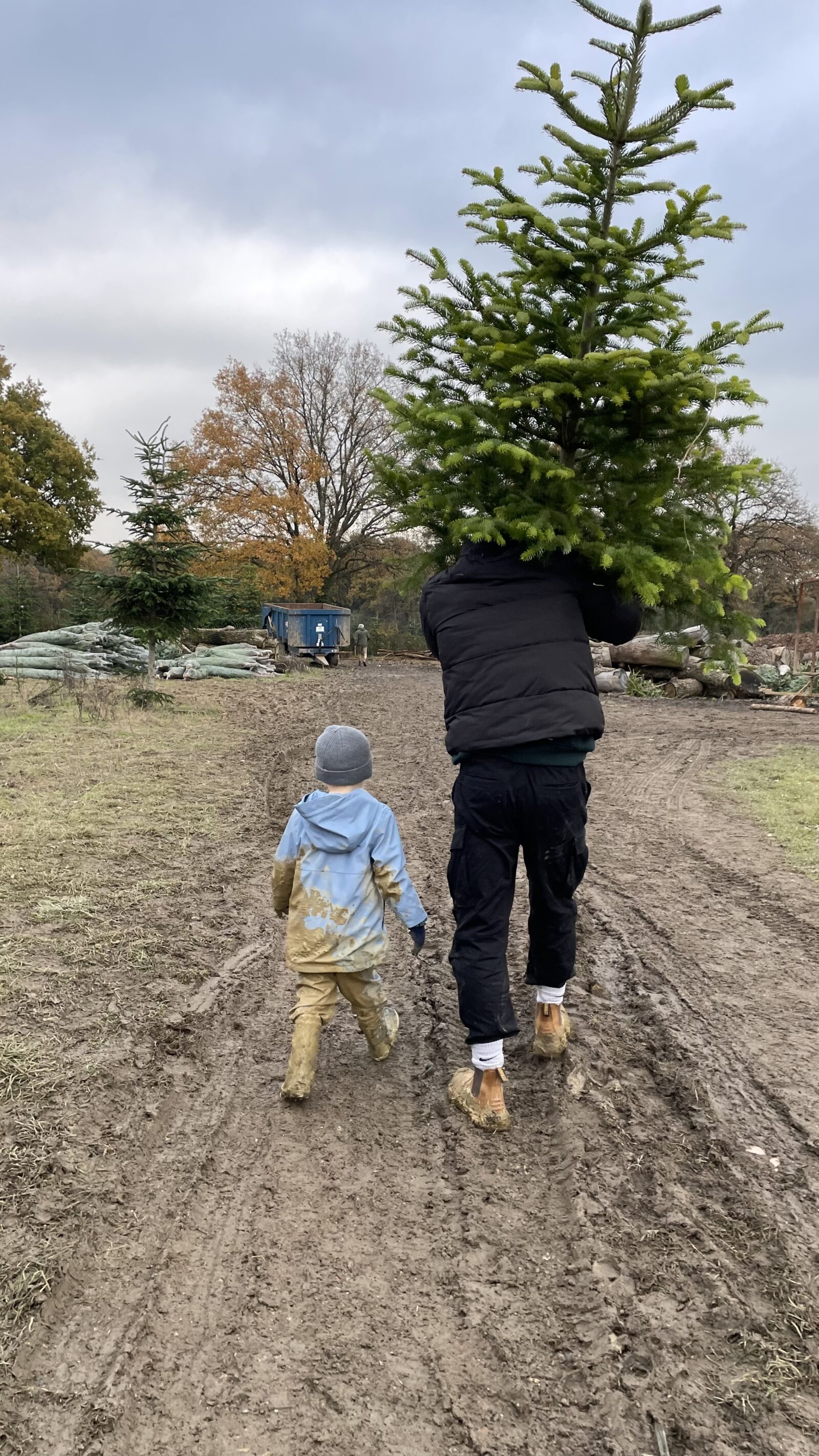 Furze Firs Christmas Trees